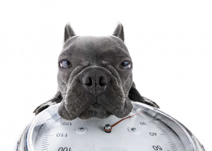 Ach du dicker Hund! Was tun, wenn Ihr Hund Übergewicht hat? | Bestes ...